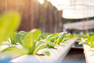 Grow Depot | Hydroponic Store | At Home Plant Solutions